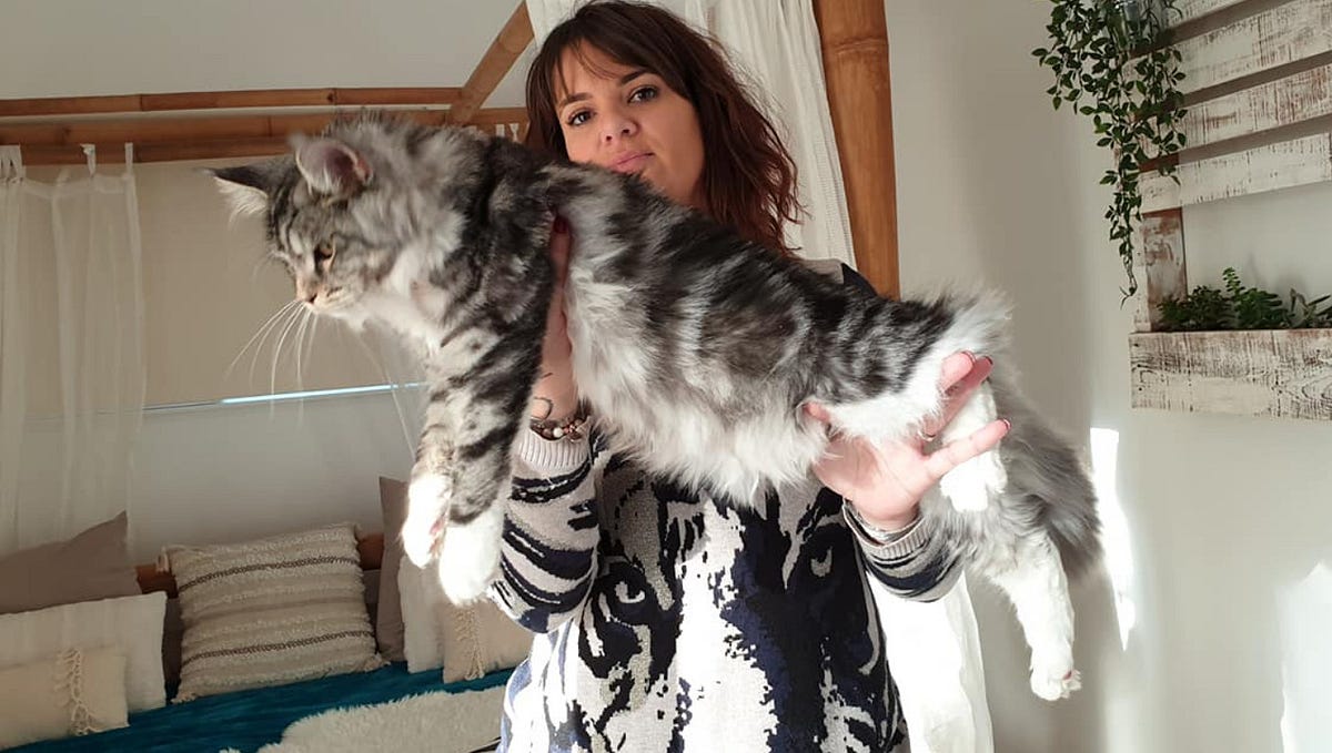 How Much Does A Maine Coon Cat Weigh In Pounds at Jessica Nicosia blog