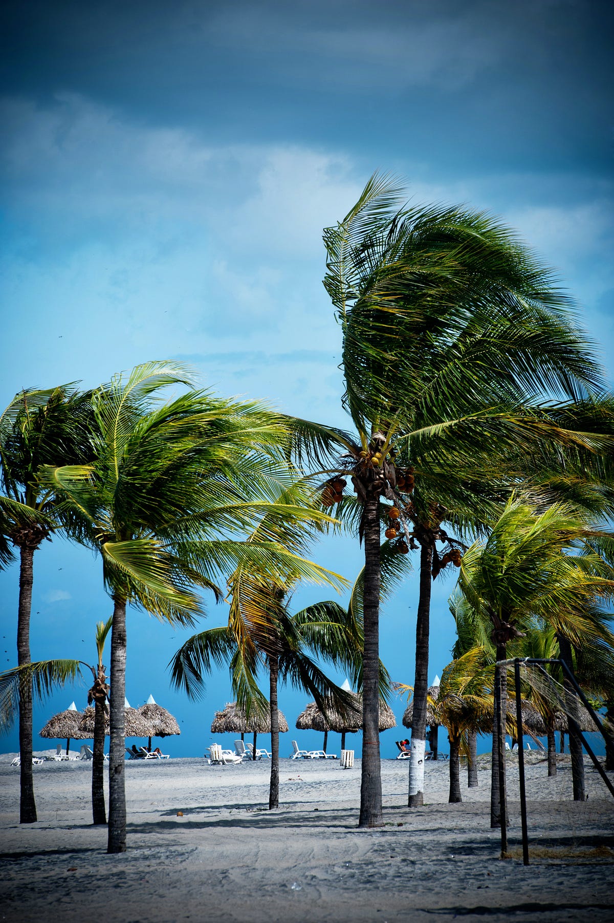 The Wind: Nature’s Simple Fury - The Daily Cuppa - Medium
