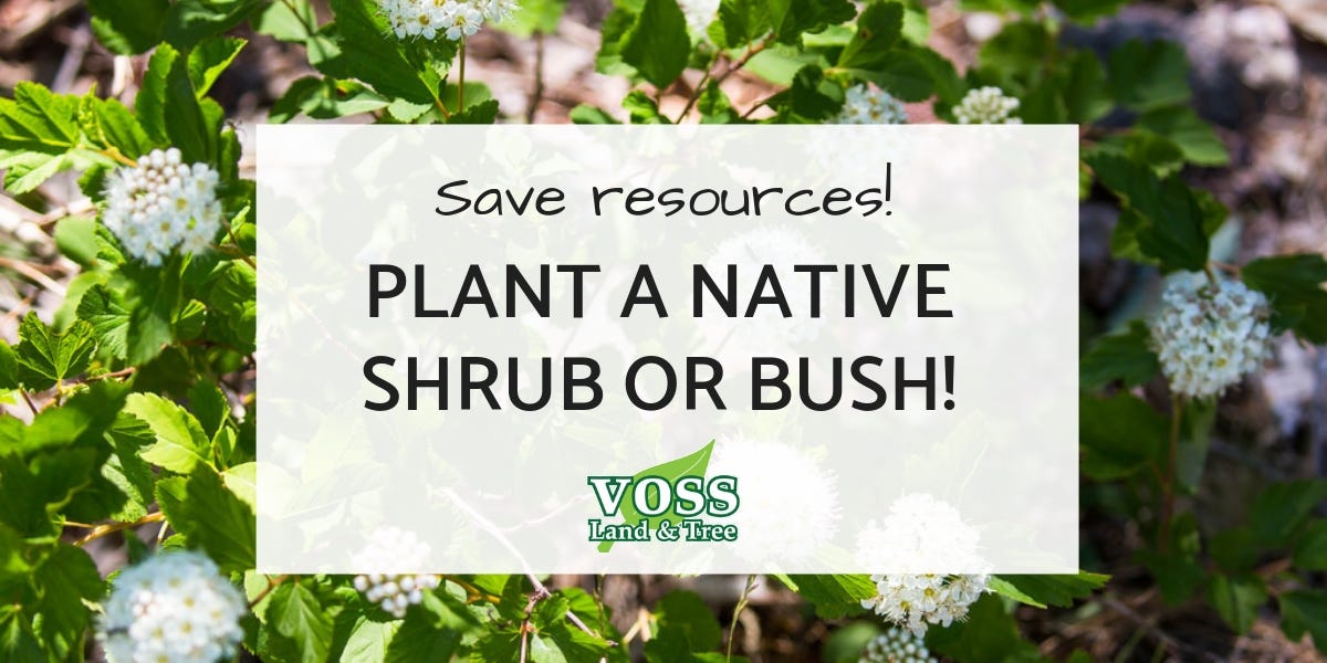 Missouri Shrubs Identification
