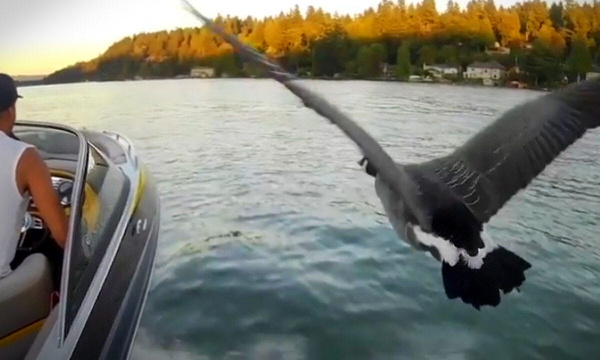 Man Adopts Goose, Raises Her as “Wingman” for His Motorboat: “She’s My ...