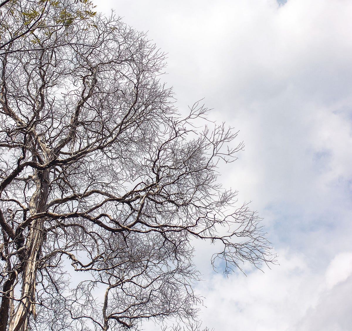 Eco-Grief and Eco-Anxiety: What They Are and Why They Matter | by YEP ...