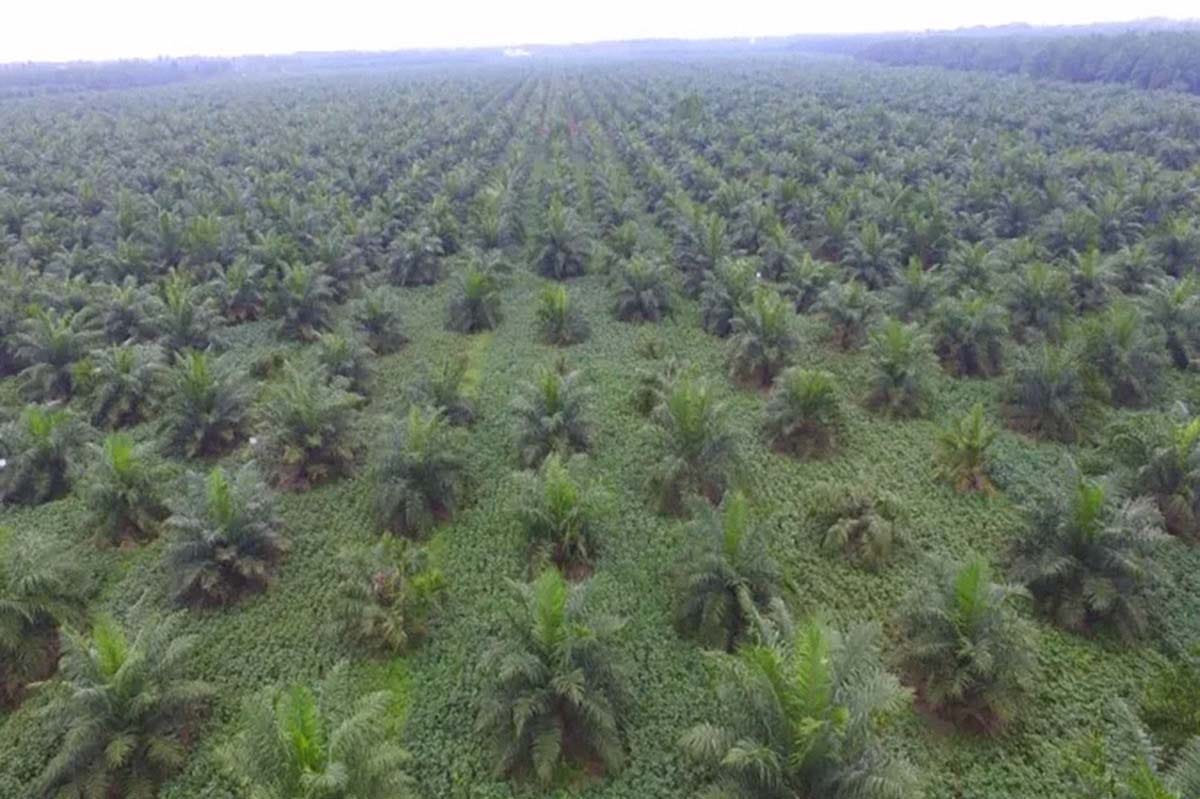 Cara Budidaya Kelapa Sawit Hingga Panen, Pasti Panen Banyak! | by ...