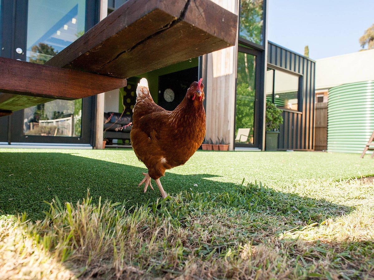 What Are the Effects Of Visceral Leukosis on Chickens? - Backyard ...