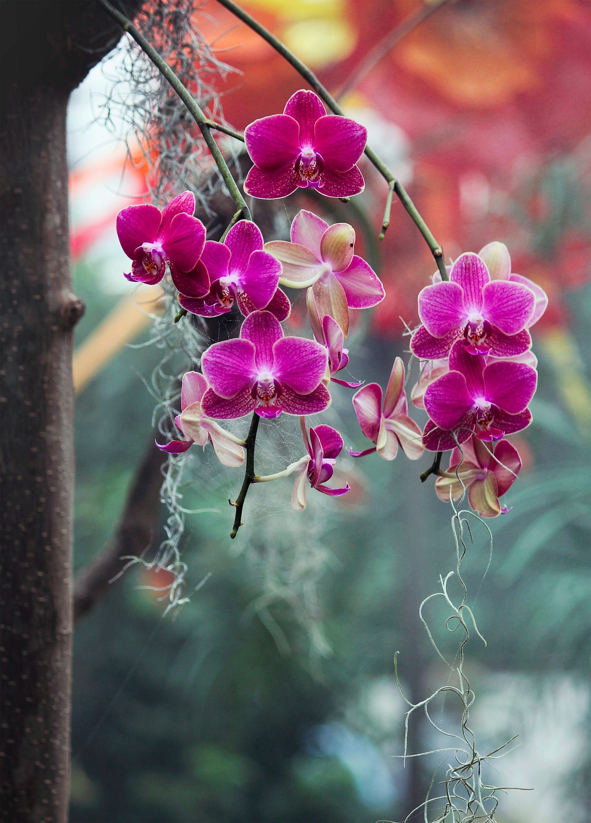 The Outstanding Orchid - The Storyteller’s Vault - Medium