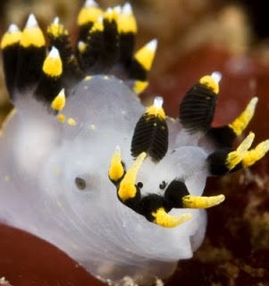 Polycera tricolor in Pt Loma….. | by Michael Bear | Rapture of the Deep ...