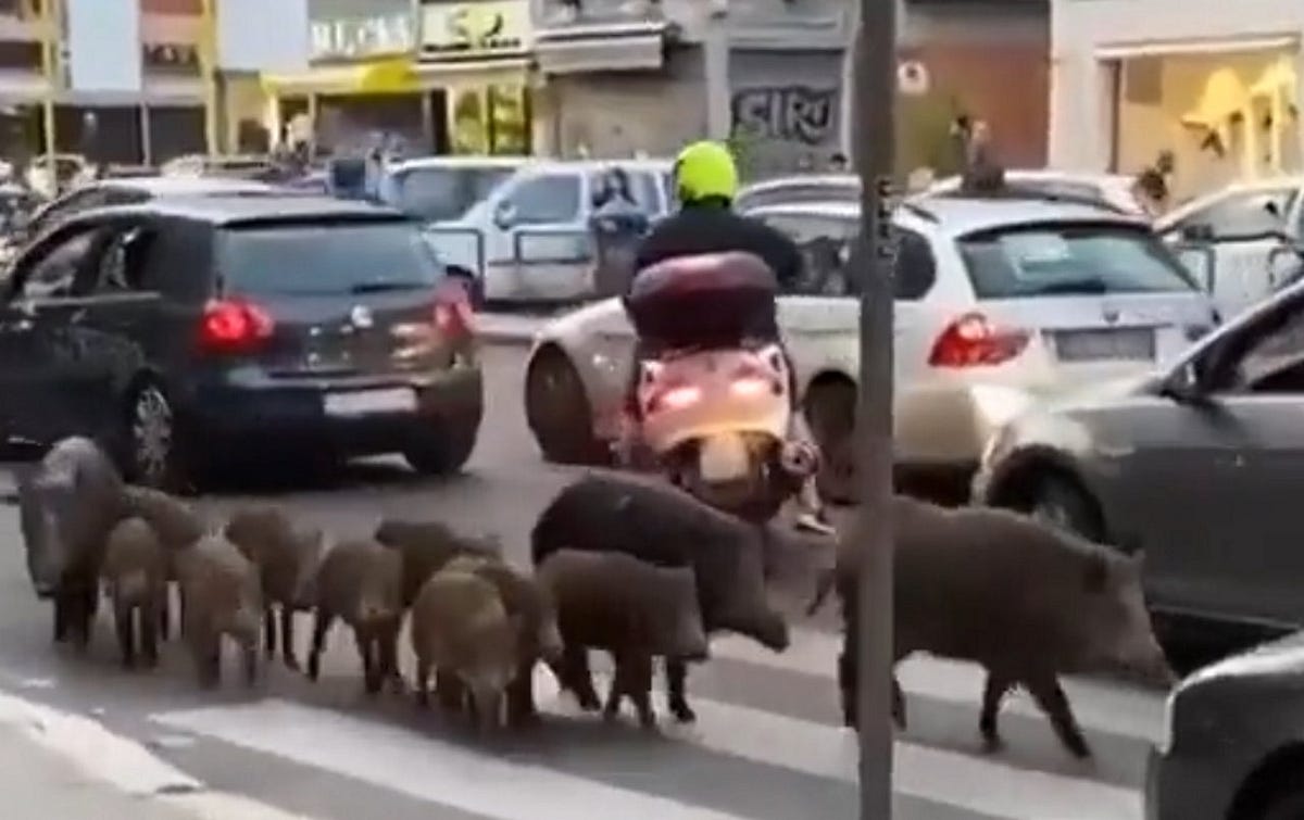 Wild boars in Rome | by The All I Need | Medium