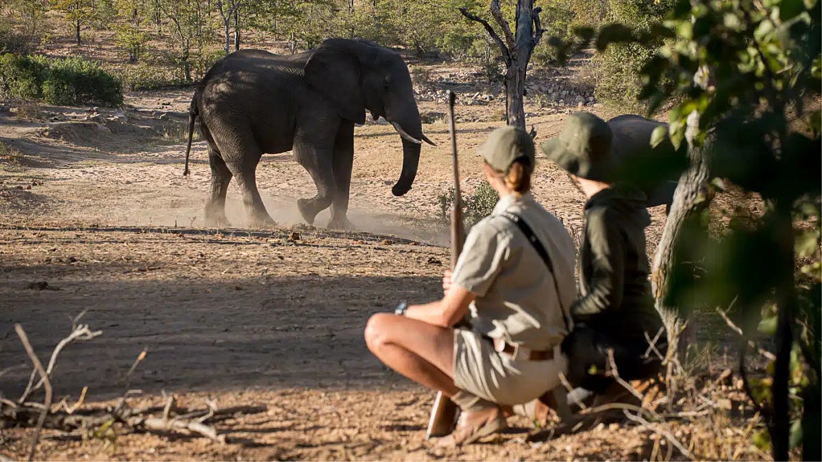 EXPERTS IN THE FIELD. What Makes a Good African Safari Guide? | by ...