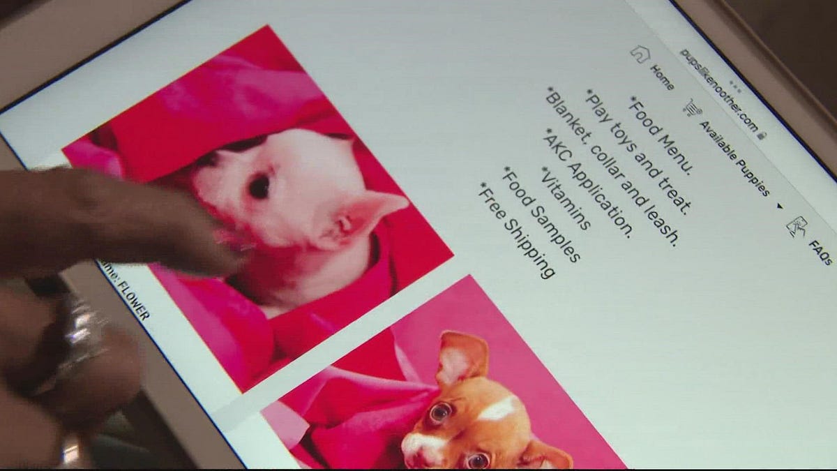 Selling Puppies Website: Your Ultimate Guide to Online Success | by ...