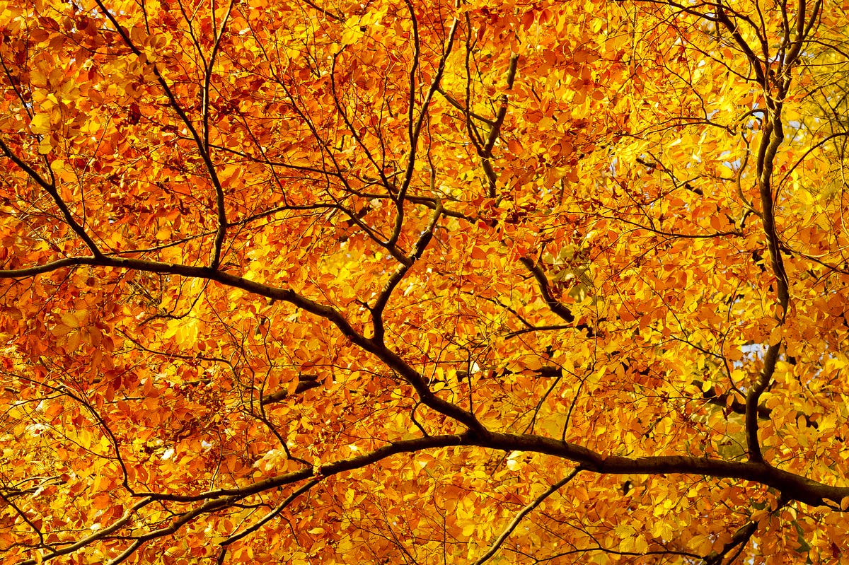 Cicd For A Flutter App With Github Actions Defining A Branching Strategy By Olivier Revial