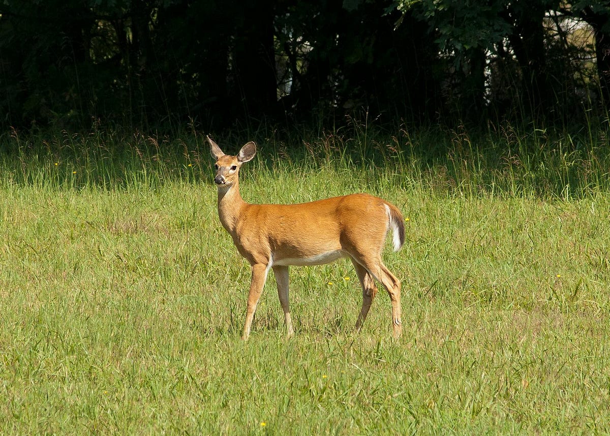The Complete Guide to Invasive Deer Species in Hawaii | by Animal of ...