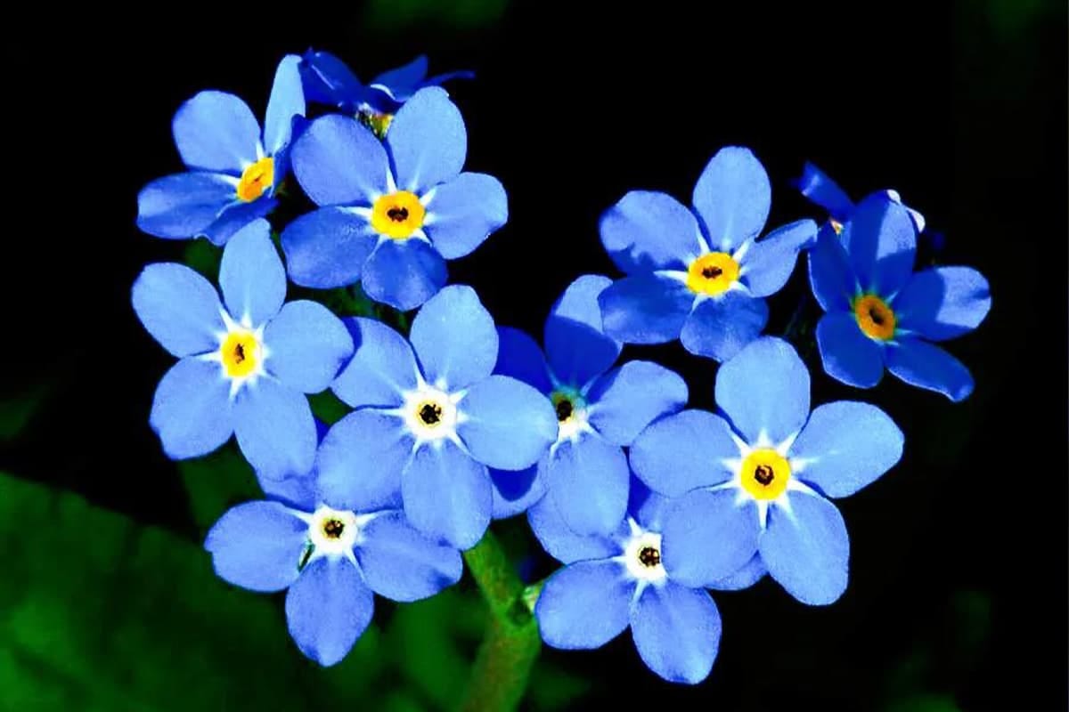 Learn About The Forget-Me-Not: Basics, Types, Growth & Care, Value and ...