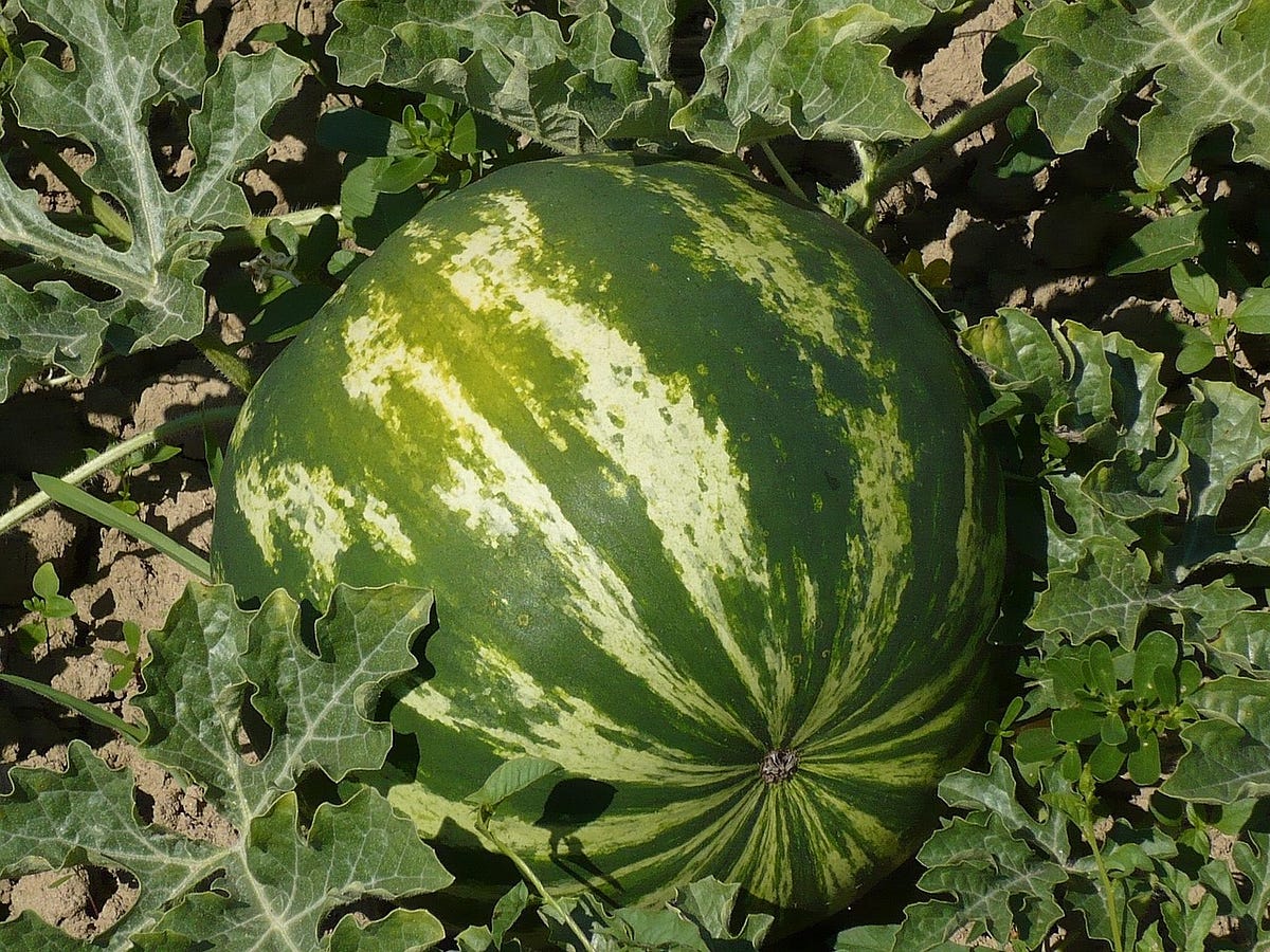 How To Thin Watermelon Seedlings | by John Walker | Medium