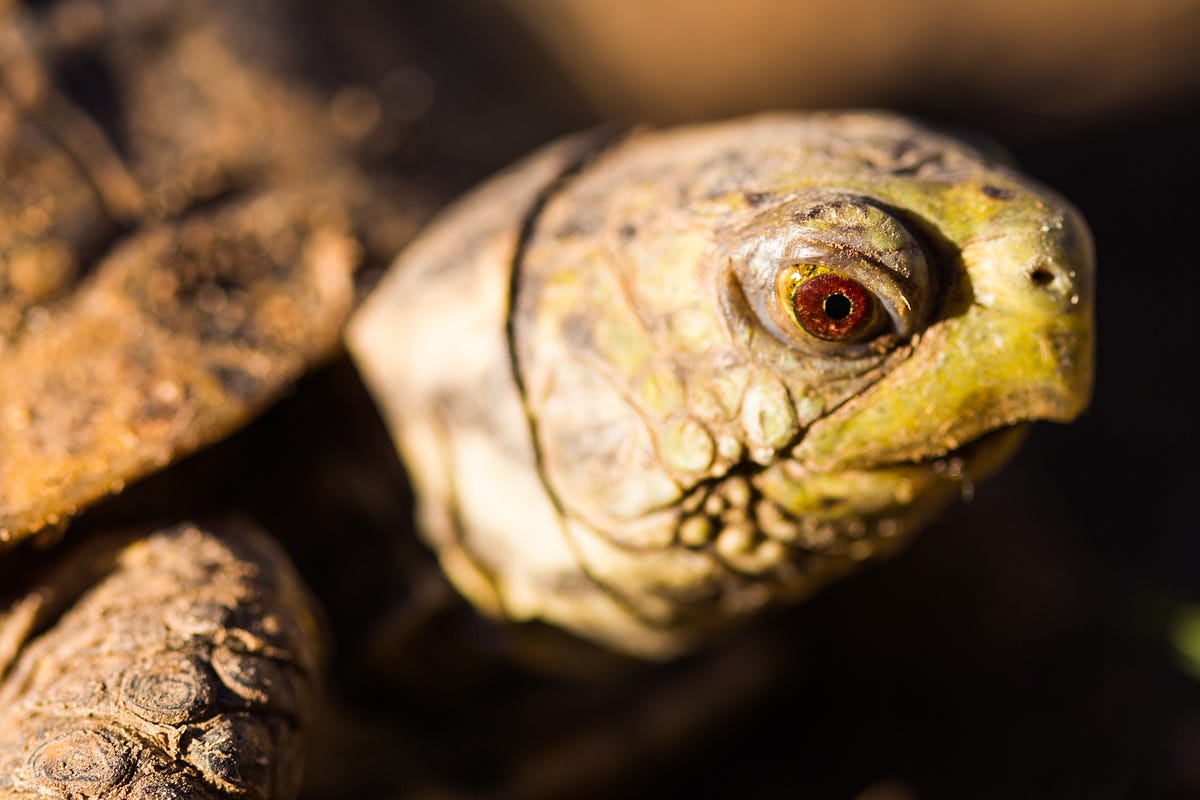 The Weird History of Basement Turtles | by Kate Aaron | Medium