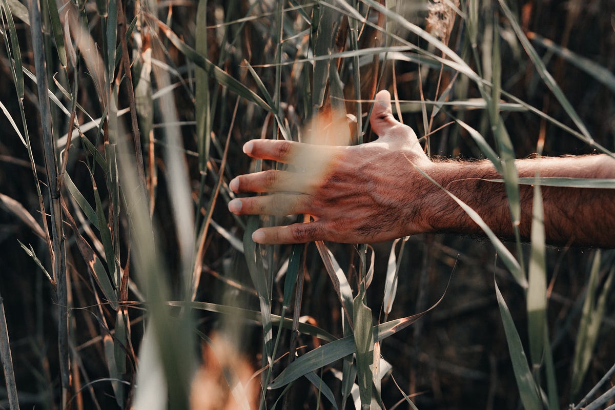 Go Touch Grass Go Touch Grass” Has Become A Popular By Dennison Silvio Medium