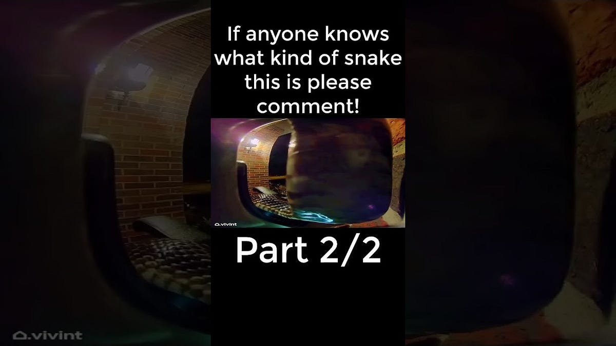 Giant Snake Slithering Along Doorway Part 2/2 | Doorbell Camera Video ...