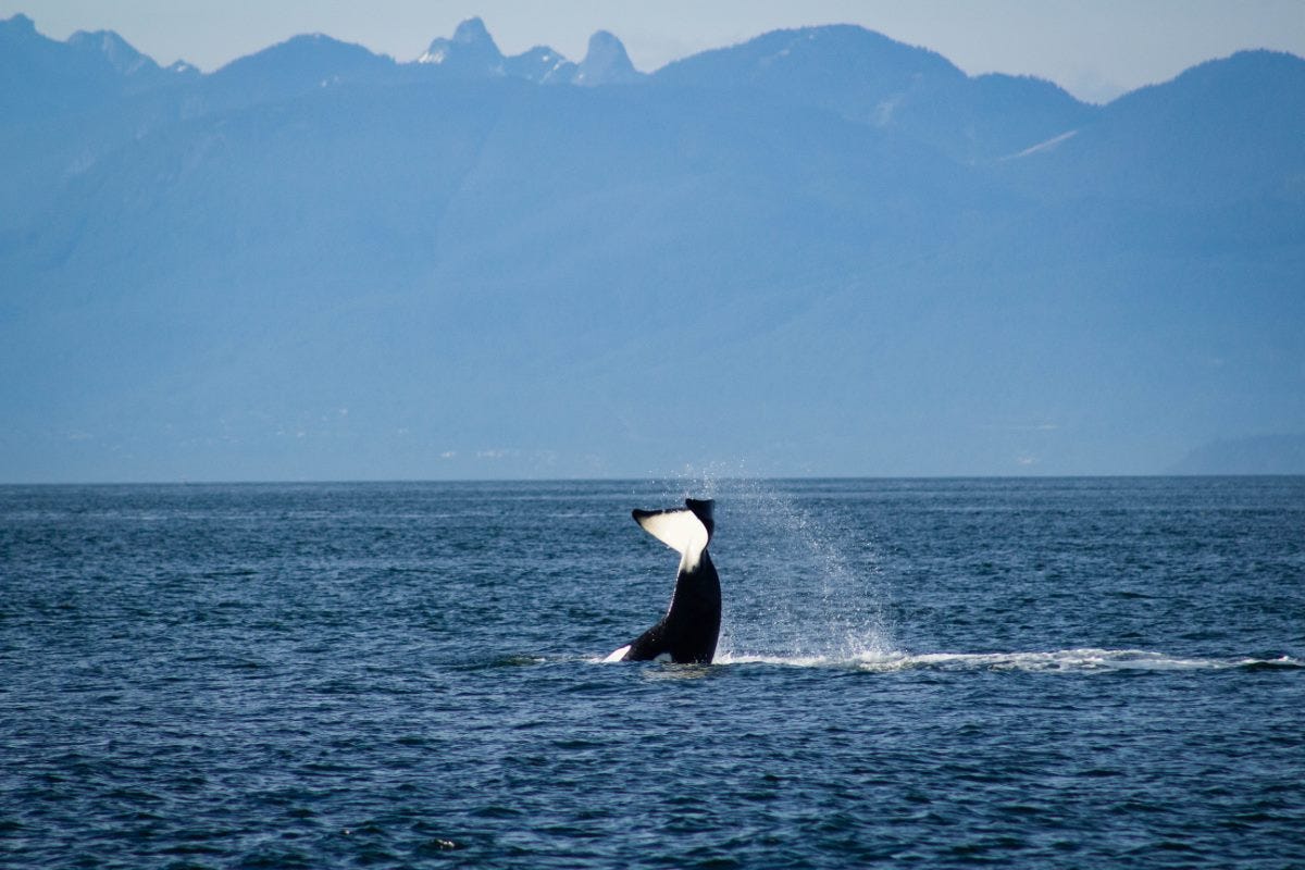 The 3 Best Whale Watching in Ketchikan | by Pascal Cabart | Aug, 2023 ...