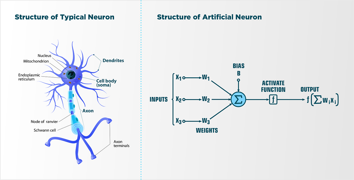 Human Brain and Neural Networks. Structure: The human brain is a complex… | by Firengiz Kerimova ...