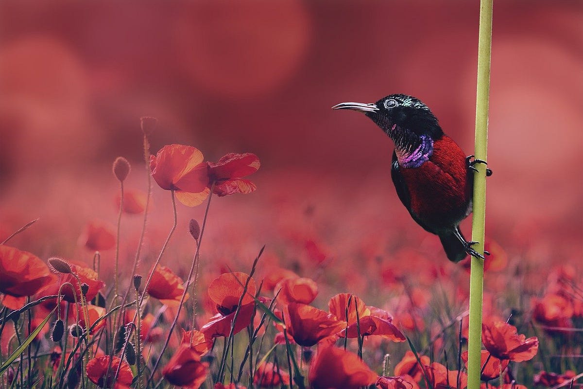 Make Your Images Stand Out With This Tool | by TheStartupFounder.com ...