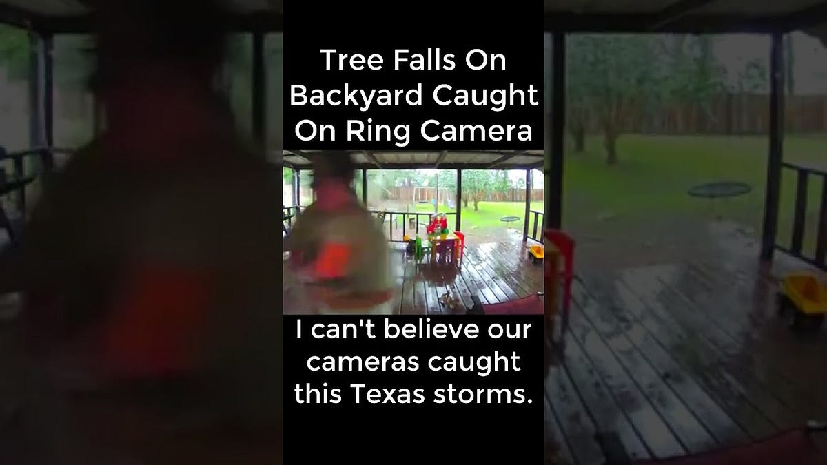 Tree Falls On Backyard Caught On Ring Camera | Doorbell Camera Video ...