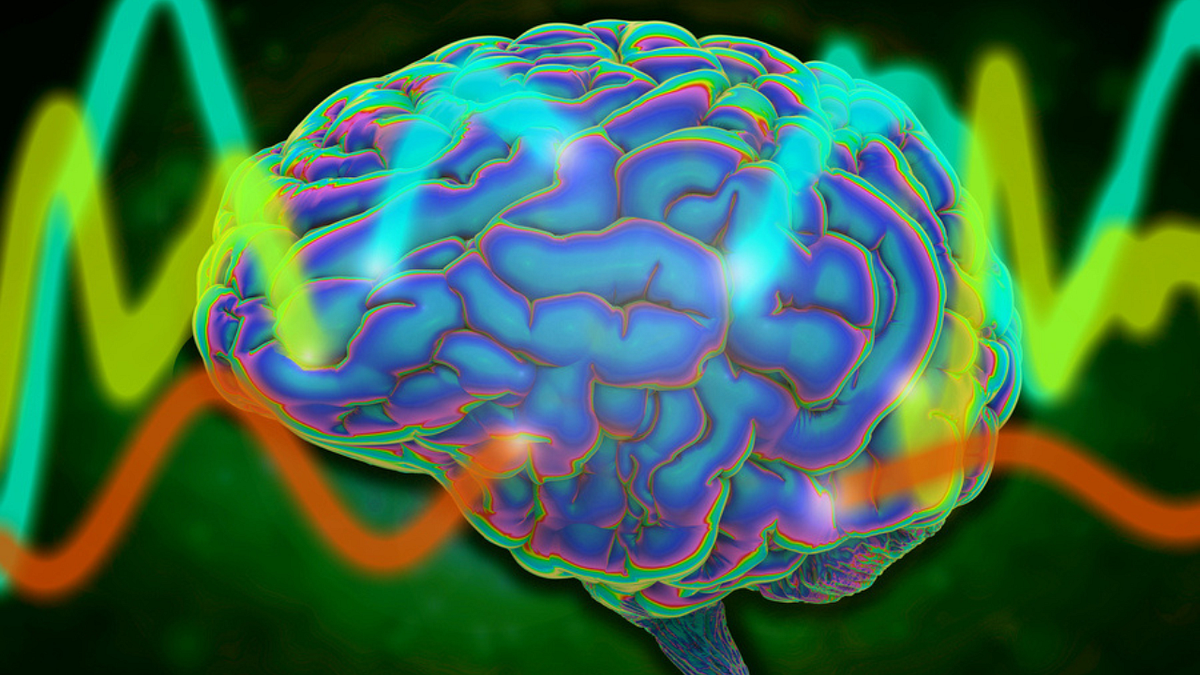 Unlocking the Secrets of the Brain: Discovering Universal Patterns in ...