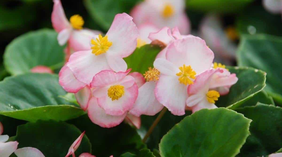 The method to Grow Begonias — Evergreen Gaze | by Amelia O'Sullivan ...