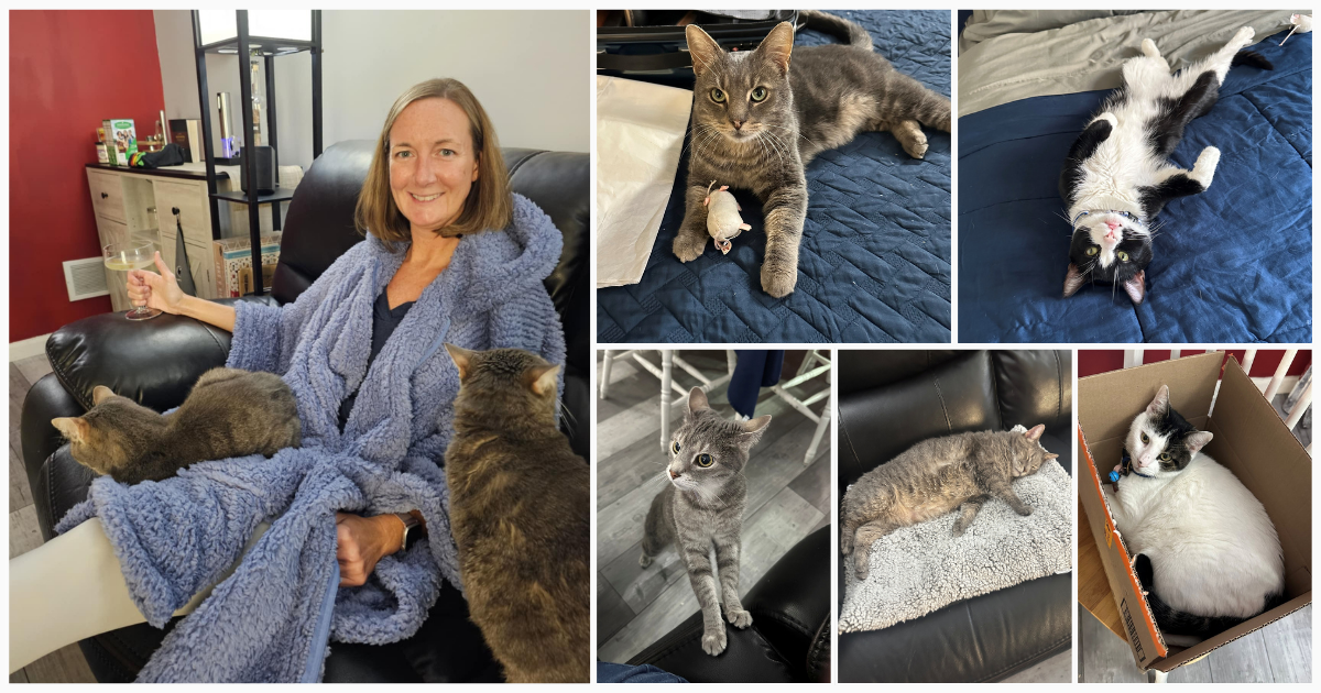 Life with Five Cats: The Wild Reality of a Multi-Cat Household | by ...