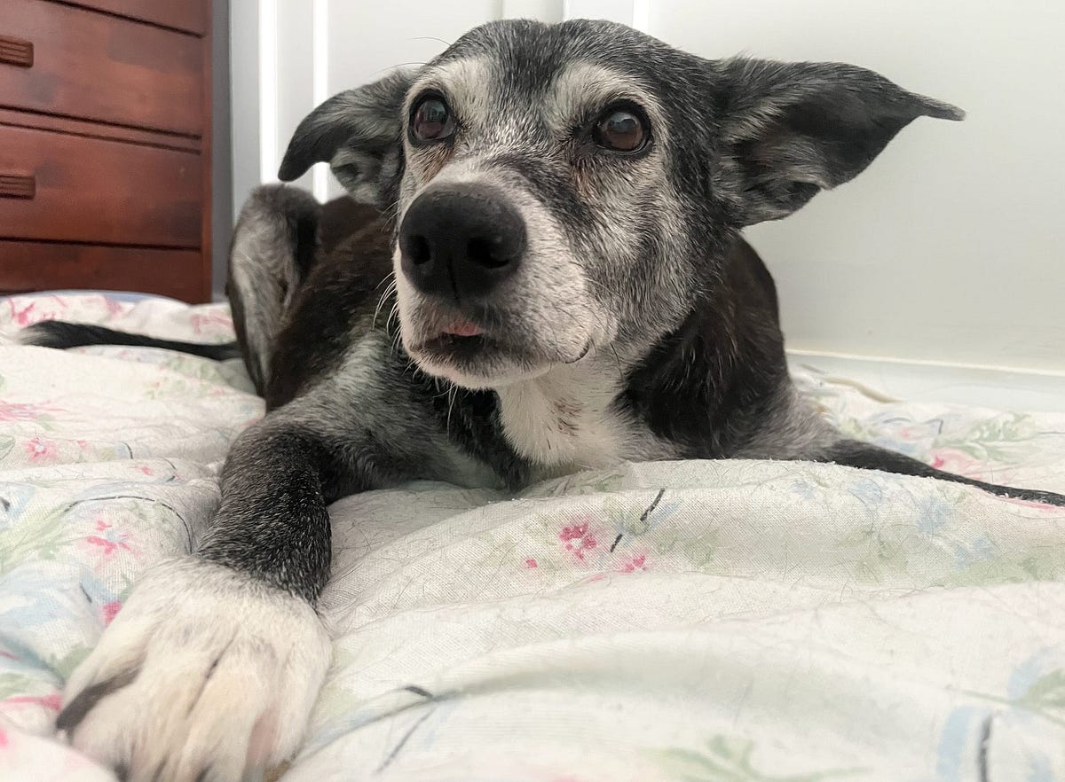 A Street Mutt’s Final Steak. A pawsitive journey across the furry… | by ...