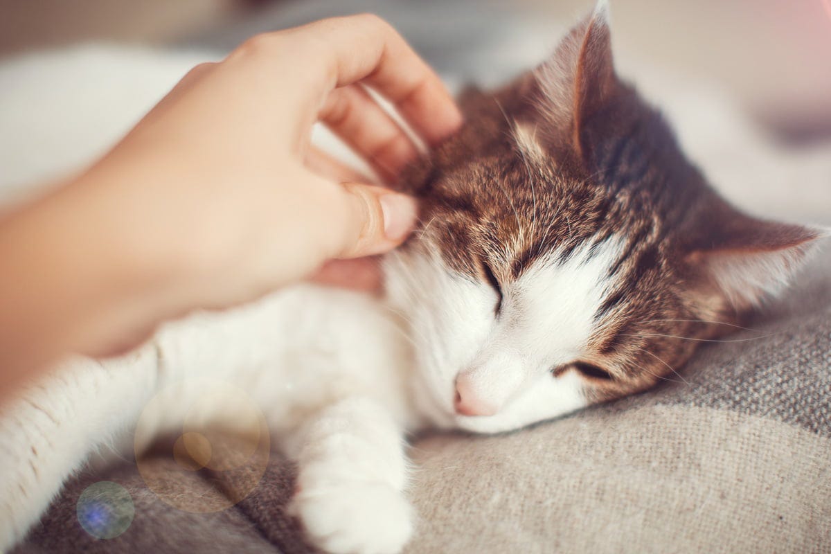 Why it’s worth talking to your cat, the secrets of animal communication ...