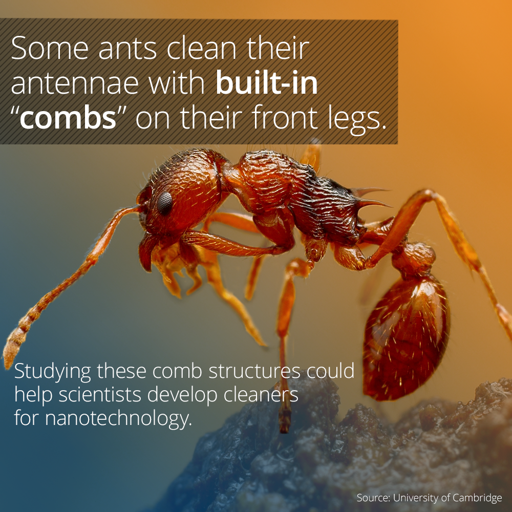 Ants Clean Their Antennae With Built-In Combs | by Andy O'Dower | Medium