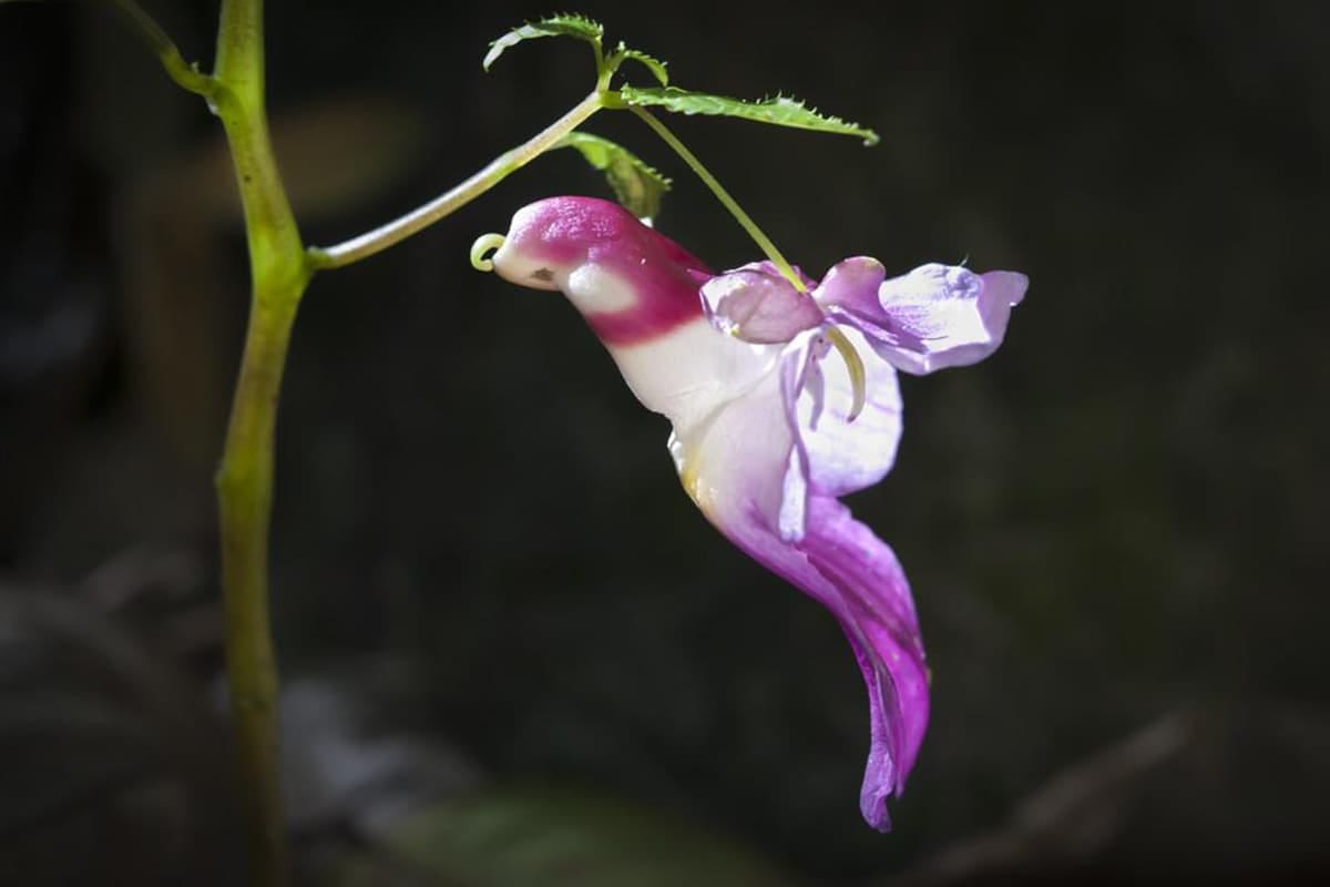 Learn About the Parrot Flower: Basics, Types, Growth & Care, Value and ...