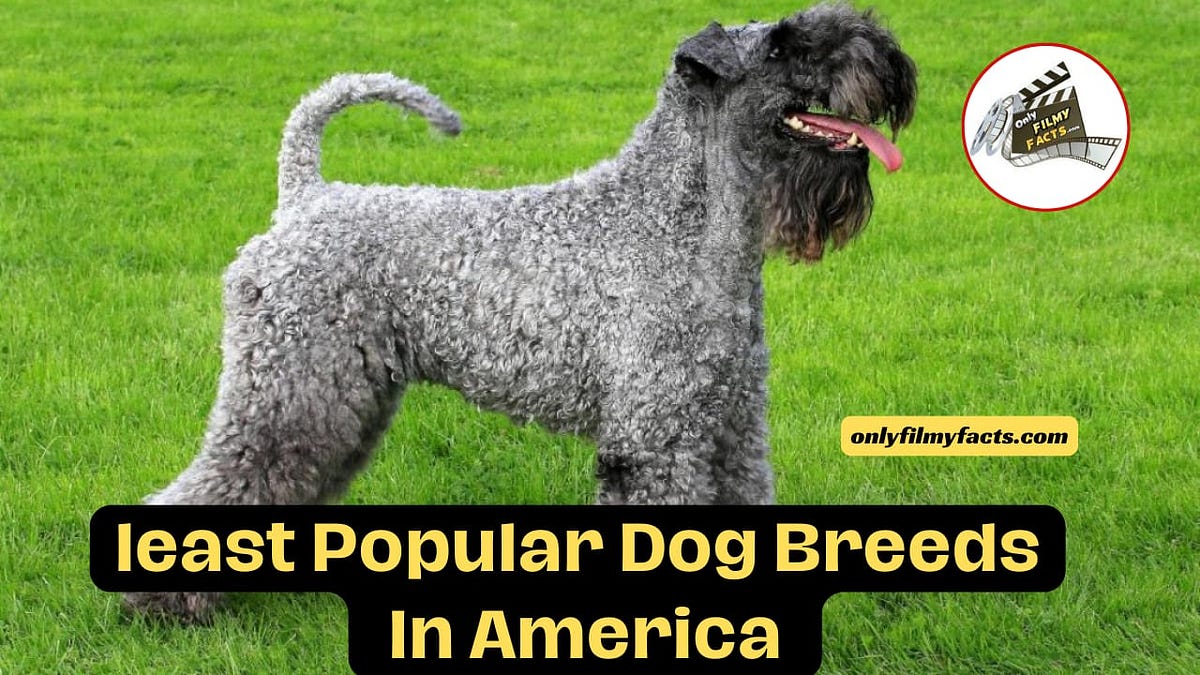 The 20 Least Popular Dog Breeds in America — Part 2 | by Maggi | May ...