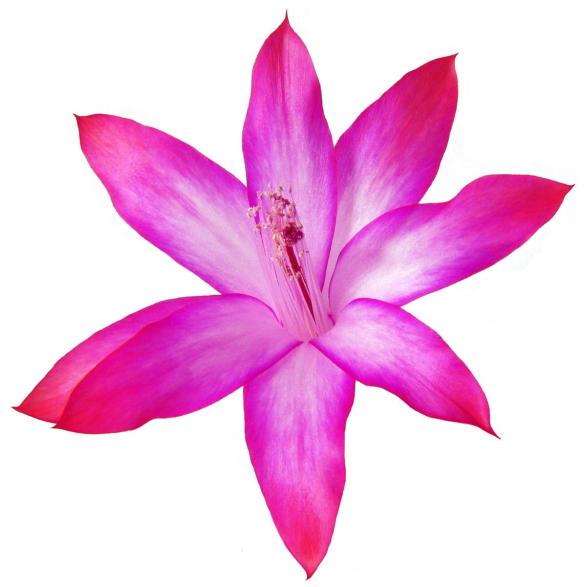 Meet your Clitoris: The Tiny Wonder for Huge Pleasure | by Mayla Green ...