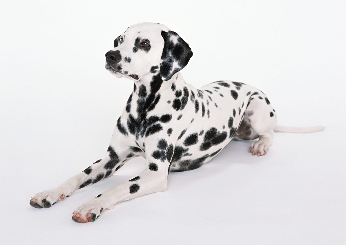 The Hundred Dollar Dalmatian - The Daily Cuppa - Medium