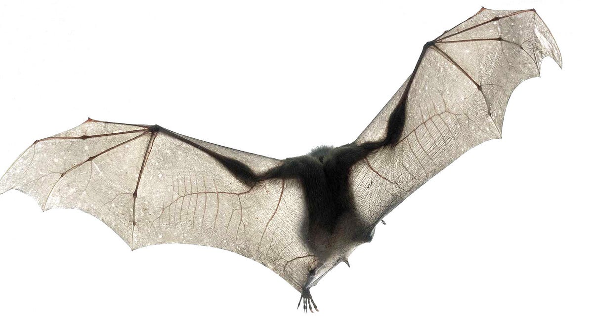 Do bats feel lust?. Consciousness is everywhere at the… | by Ben Toth ...