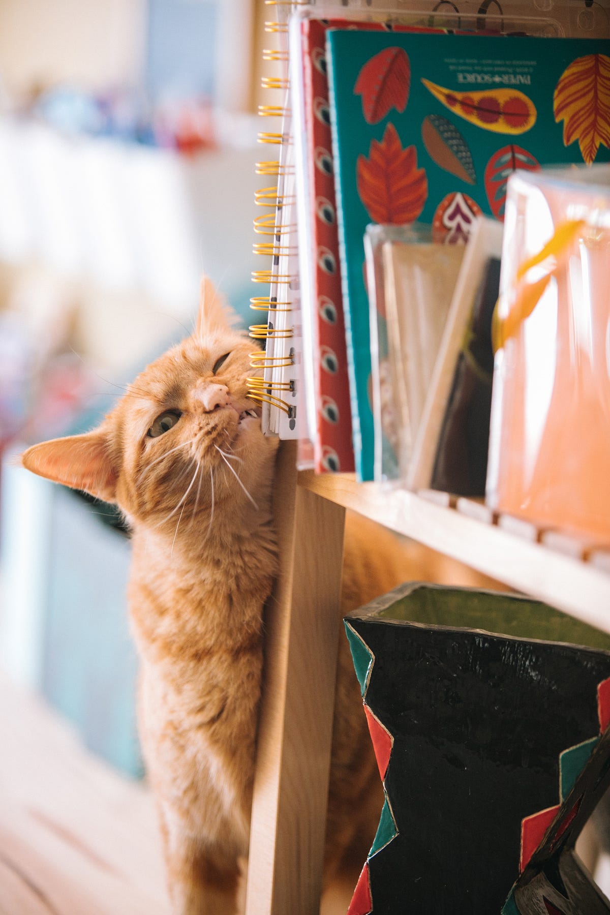 why-i-write-in-cheap-notebooks-the-daily-cuppa-medium