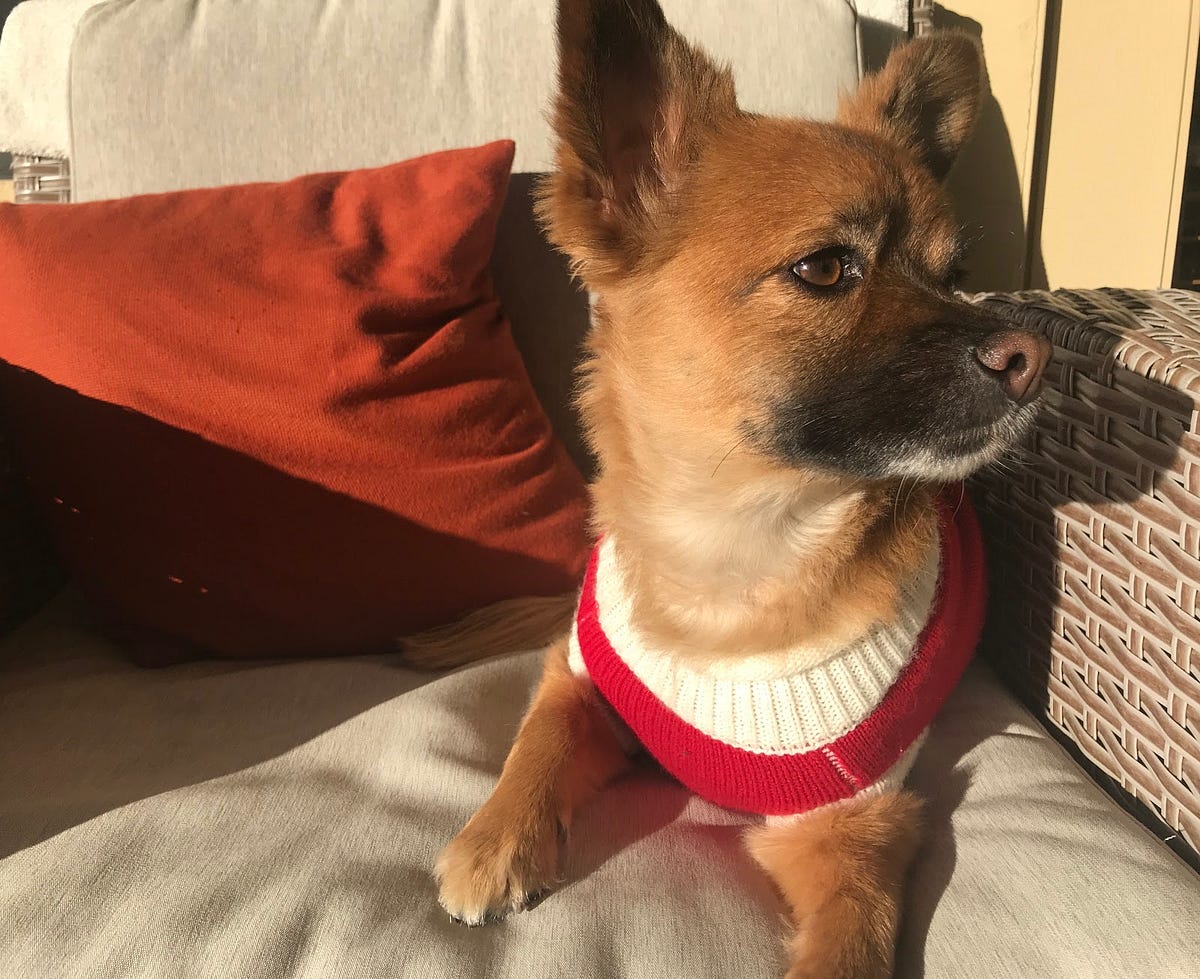 Alondra. Harvard class of 2021 | by Bruce Rhodewalt | How did you ...