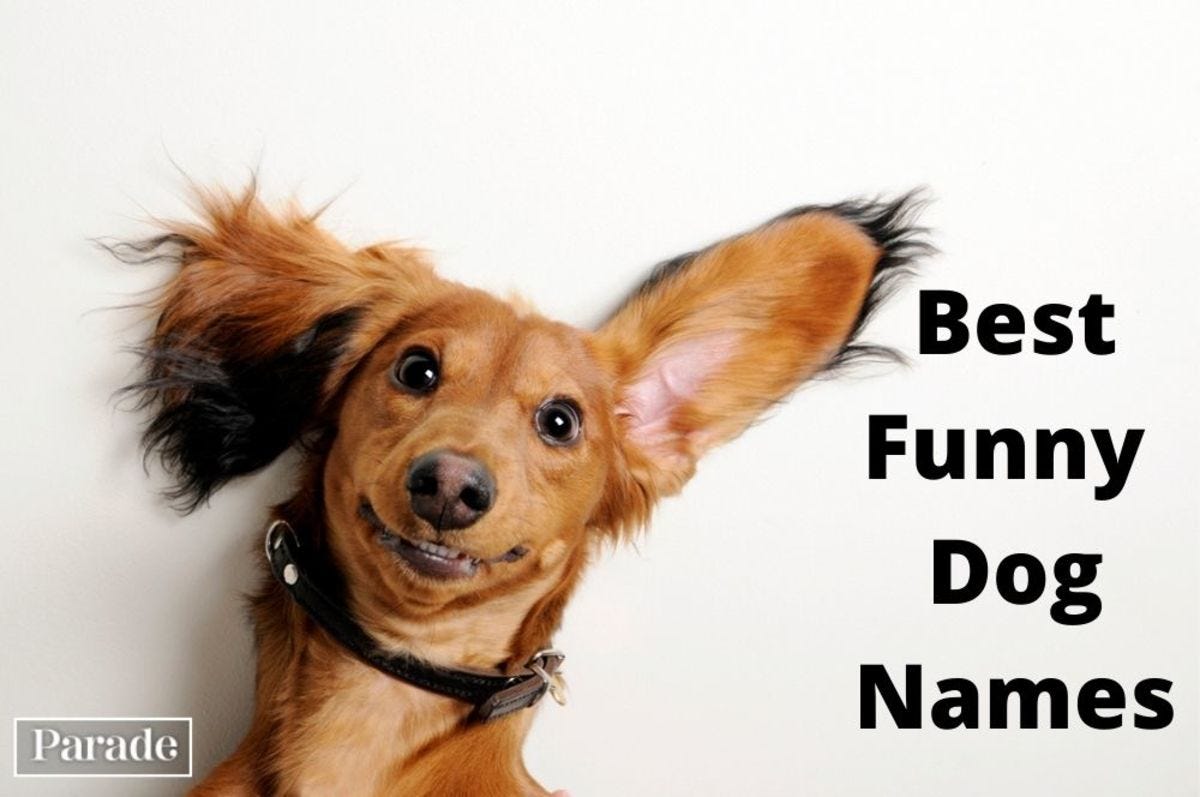 Top 125 Funny Nerdy Dog Names With Meanings | by Dingopetstore | Feb ...