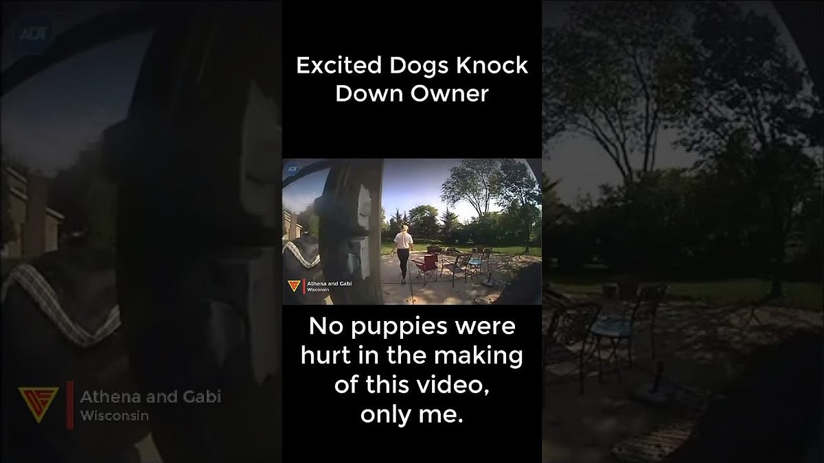 Excited Dogs Knock Down Owner | Doorbell Camera Video - Doorbell Camera ...
