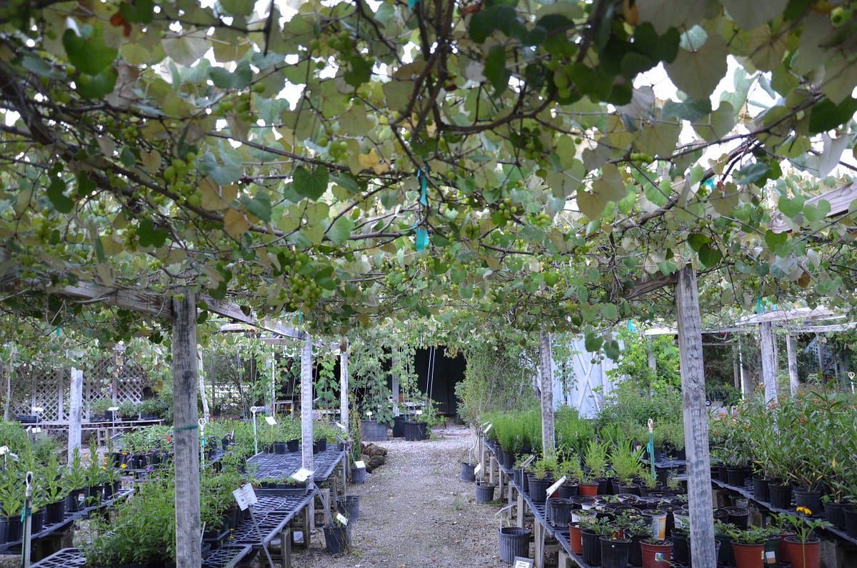 5 Reasons to Choose Native Nursery Plants for Home Garden | by Nielsens ...