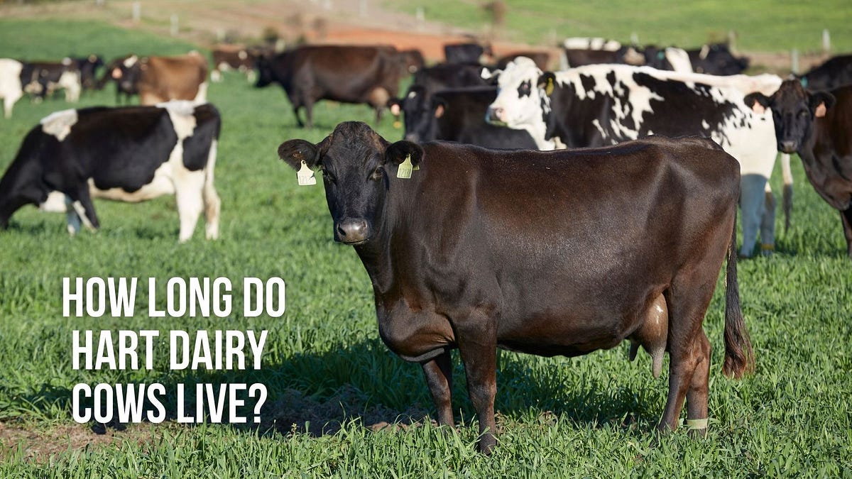 How Long Do Hart Dairy Cows Live? | by Hart Dairy Creamery | Medium