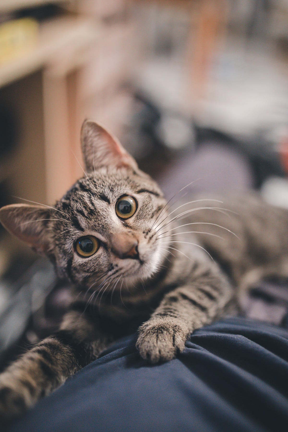 The Five Types of Animal Girlfriends | by Hui Yu Chen | Medium