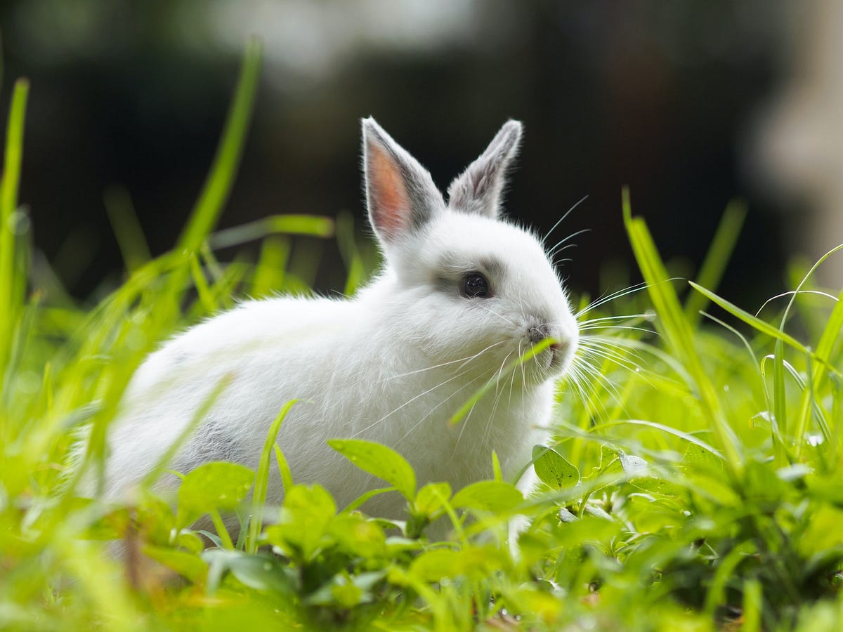 Can American Cavy Breeders Make a Difference? - Backyard Bunny News ...