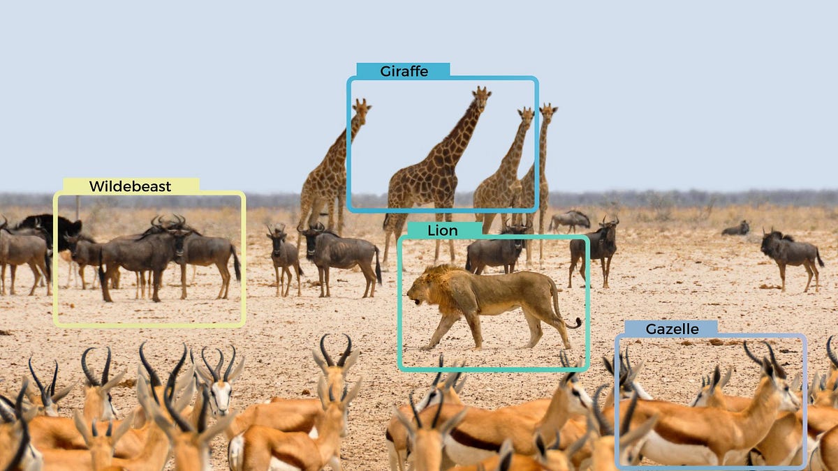 Unlocking the Power of Object Recognition API: A Beginner’s Guide | by ...
