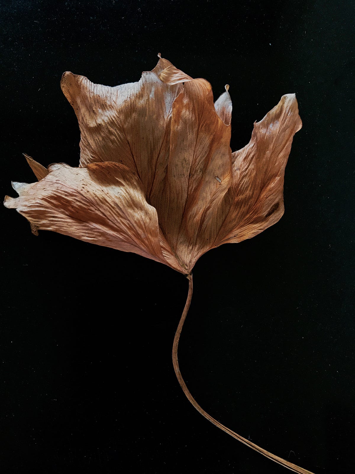 The leaf... It was just another morning and while… | by Learning to ...