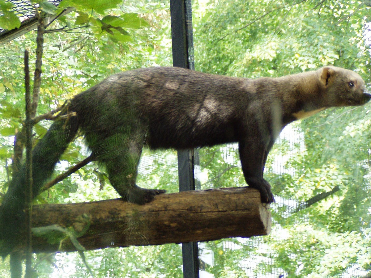 Tayra. This creature is not Victoria’s secret | by Avi Kotzer | Silly ...