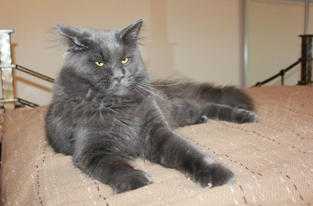 Types of Maine Coon Colors and Patterns | by Maine Coon Cats | Medium