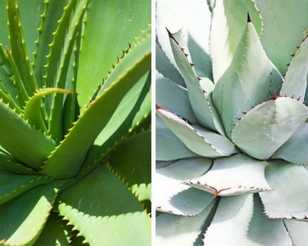 Agava i Aloe Vera: razlike i sličnosti | by OPG Pereglin | Medium