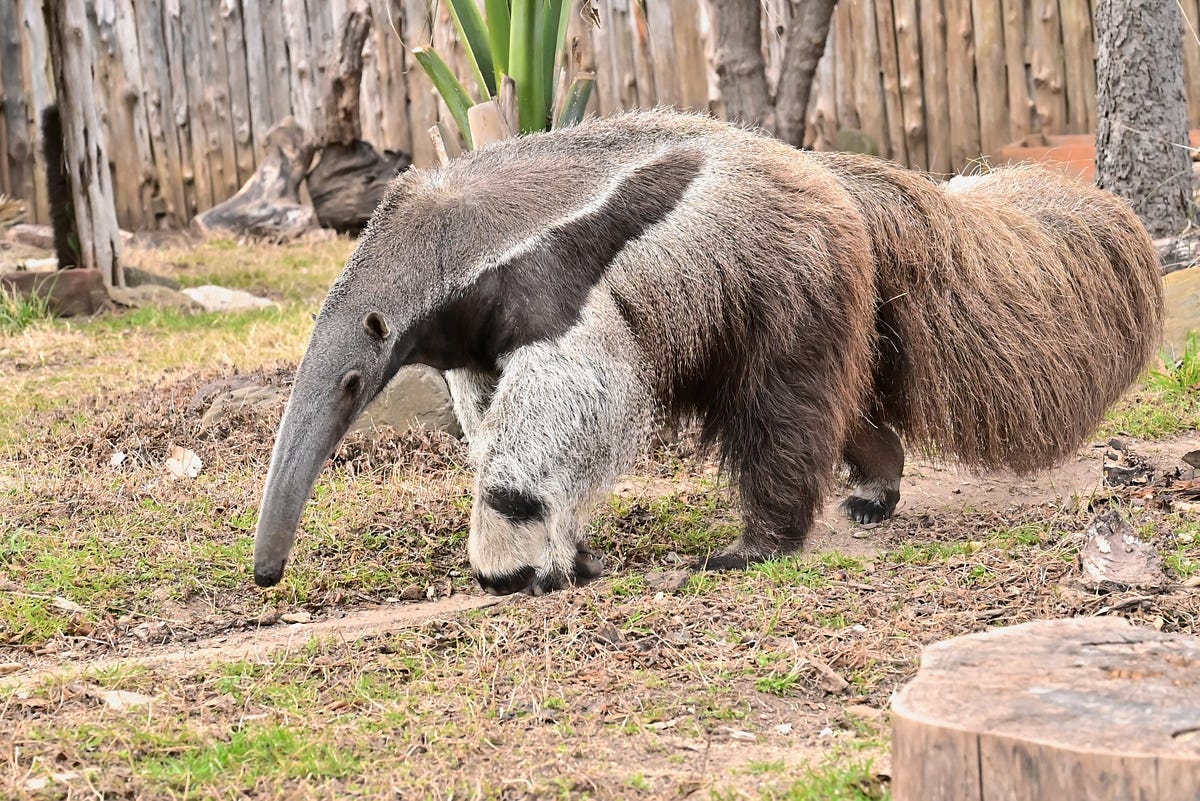 10 Things to Know About Anteaters | by Marcus Musick | Life in the ...