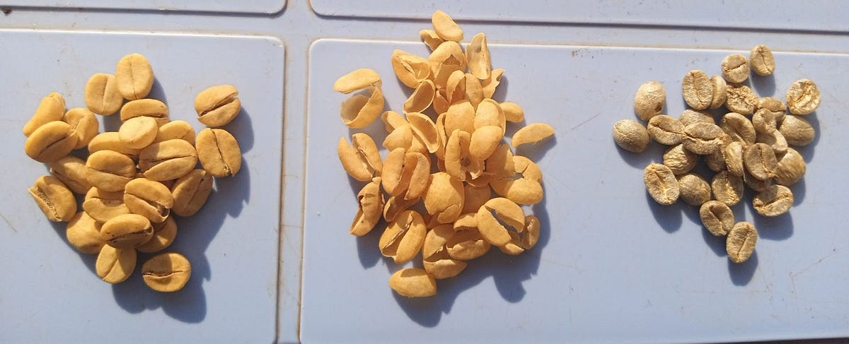 Life at Pula: How I became a “Bean Counter” | by Benson Kiragu | Pula ...