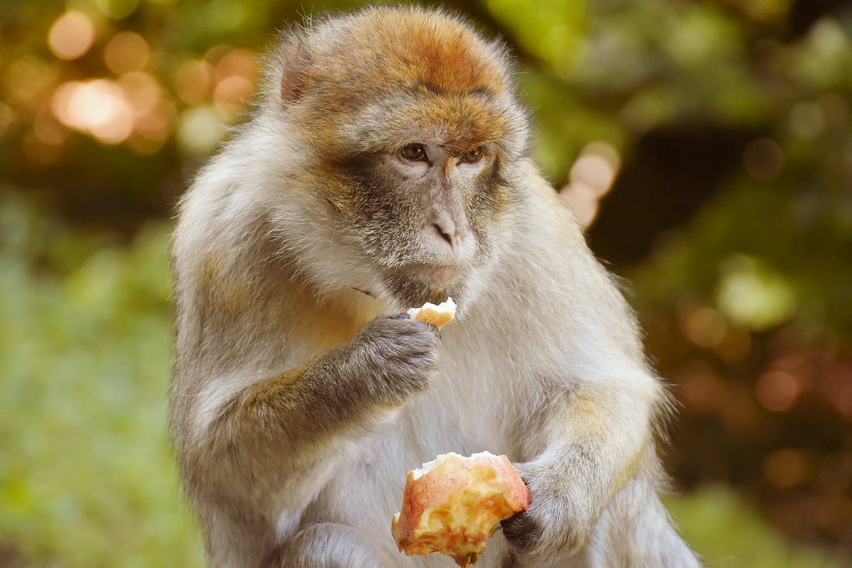 The Wise Monkey and the Mouse : A Tale of Dharma and Karma | by ...